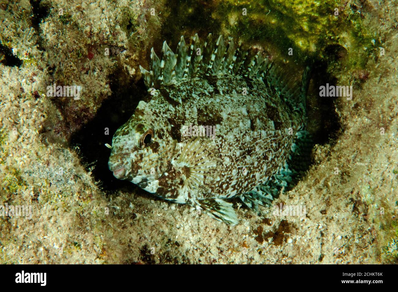 Invasive marbled rabbitfish, Siganus rivulatus, Kas Antalya Turkey ...