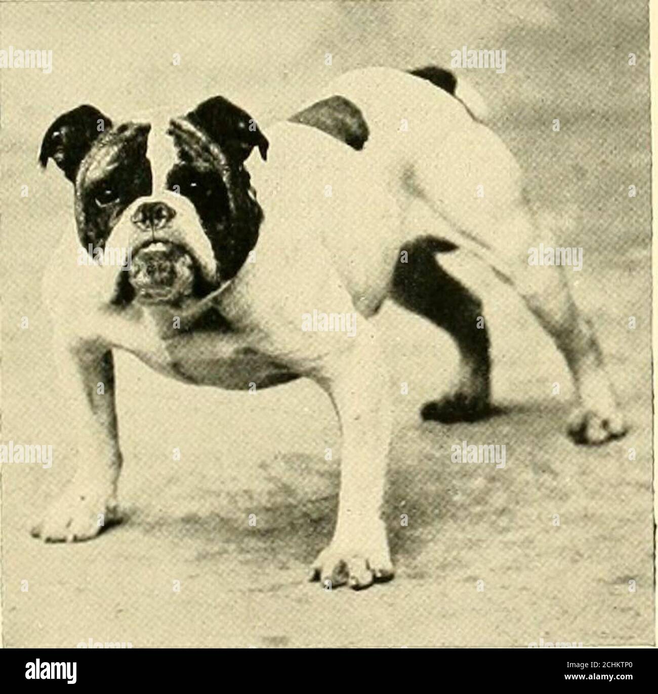 What Kind Of Dog Did Prince Albert Have