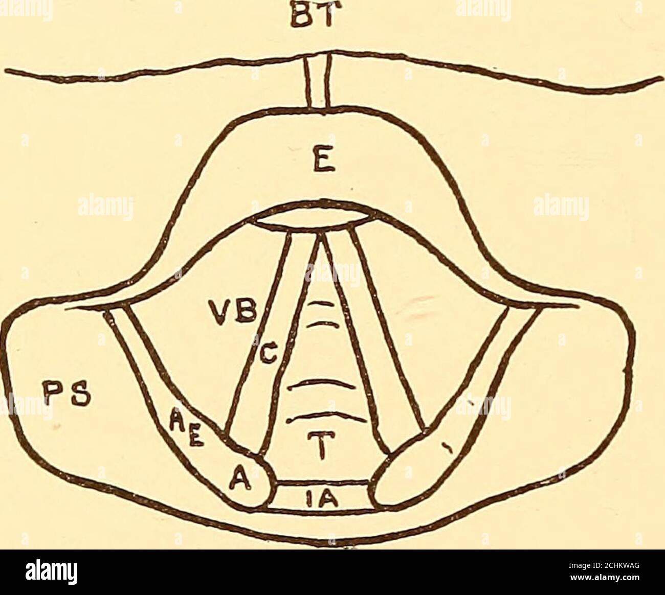 Choanae hi-res stock photography and images - Alamy
