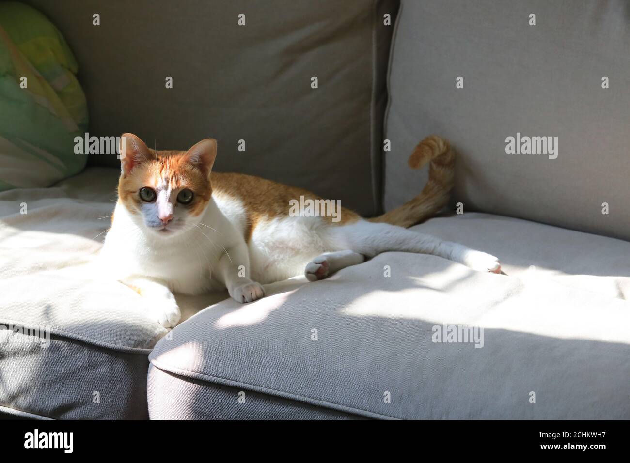 Very lazy ginger hi-res stock photography and images - Alamy