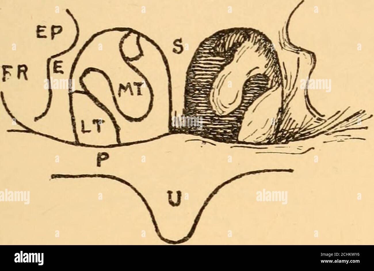 . Diseases of the nose and throat . e lower, are covered with ...