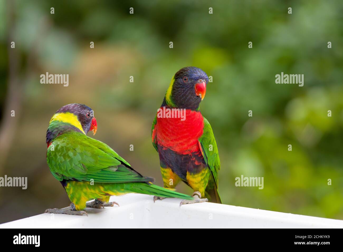 The sunset lorikeet (Trichoglossus forsteni) is a species of parrot ...