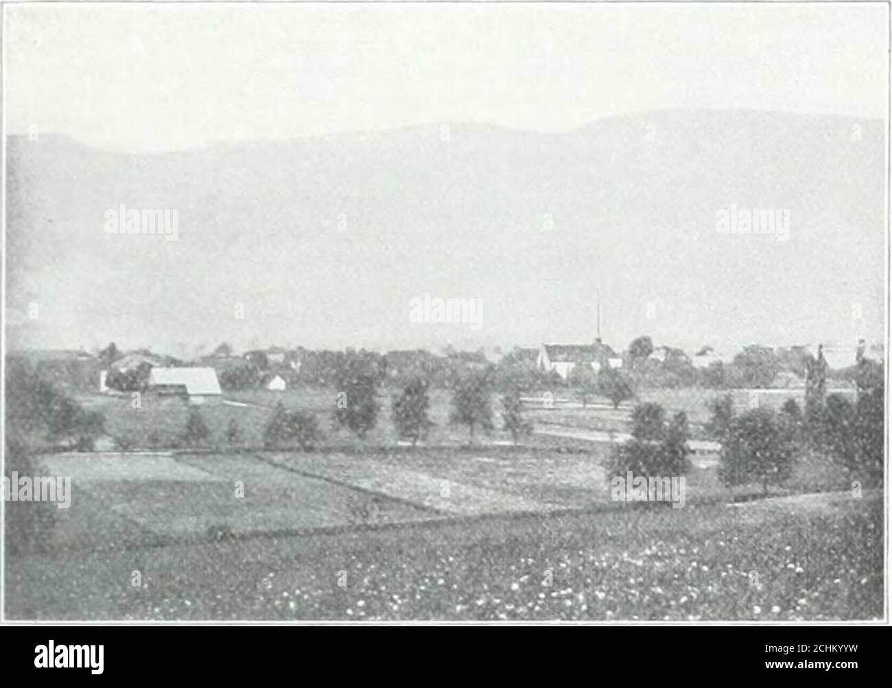 Angulosus hi-res stock photography and images - Alamy