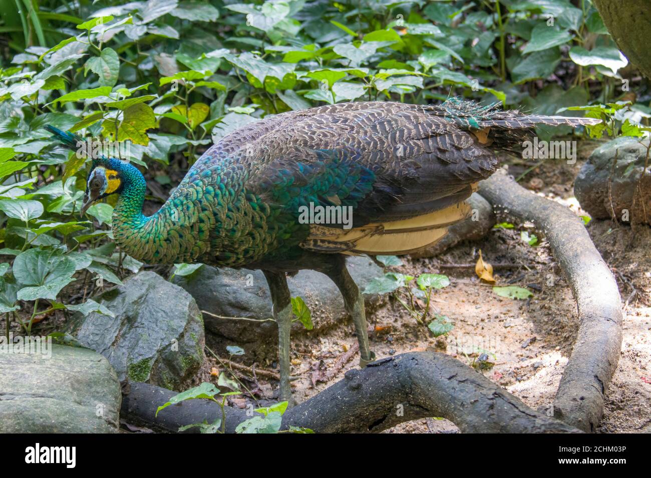 The female green peafowl (Pavo muticus), it is a peafowl species native ...