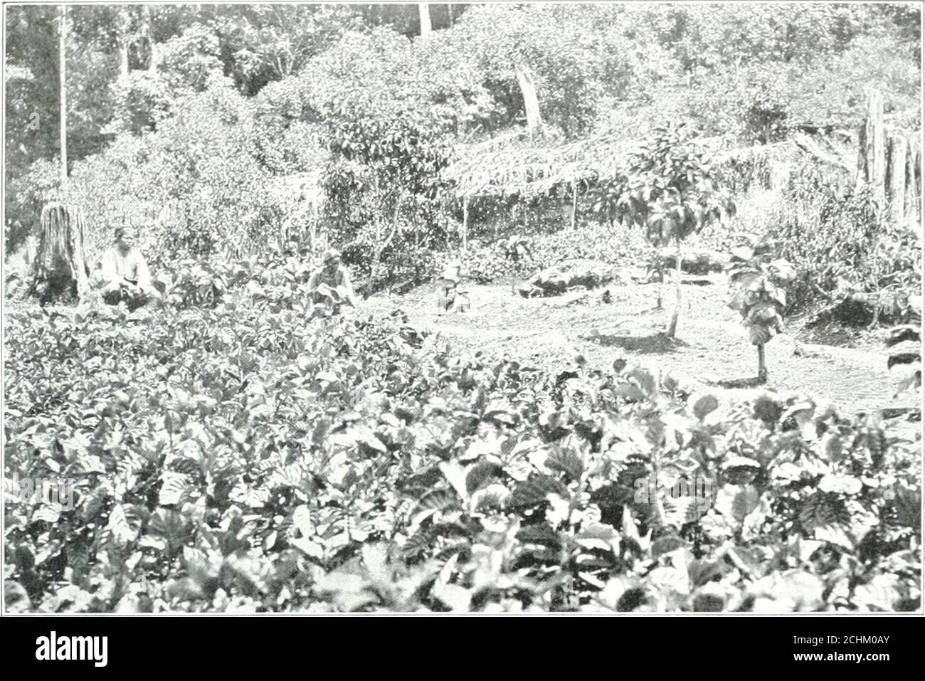 . The great cultures of the isle of Java. 30 photos . )lants of 1 foot ...