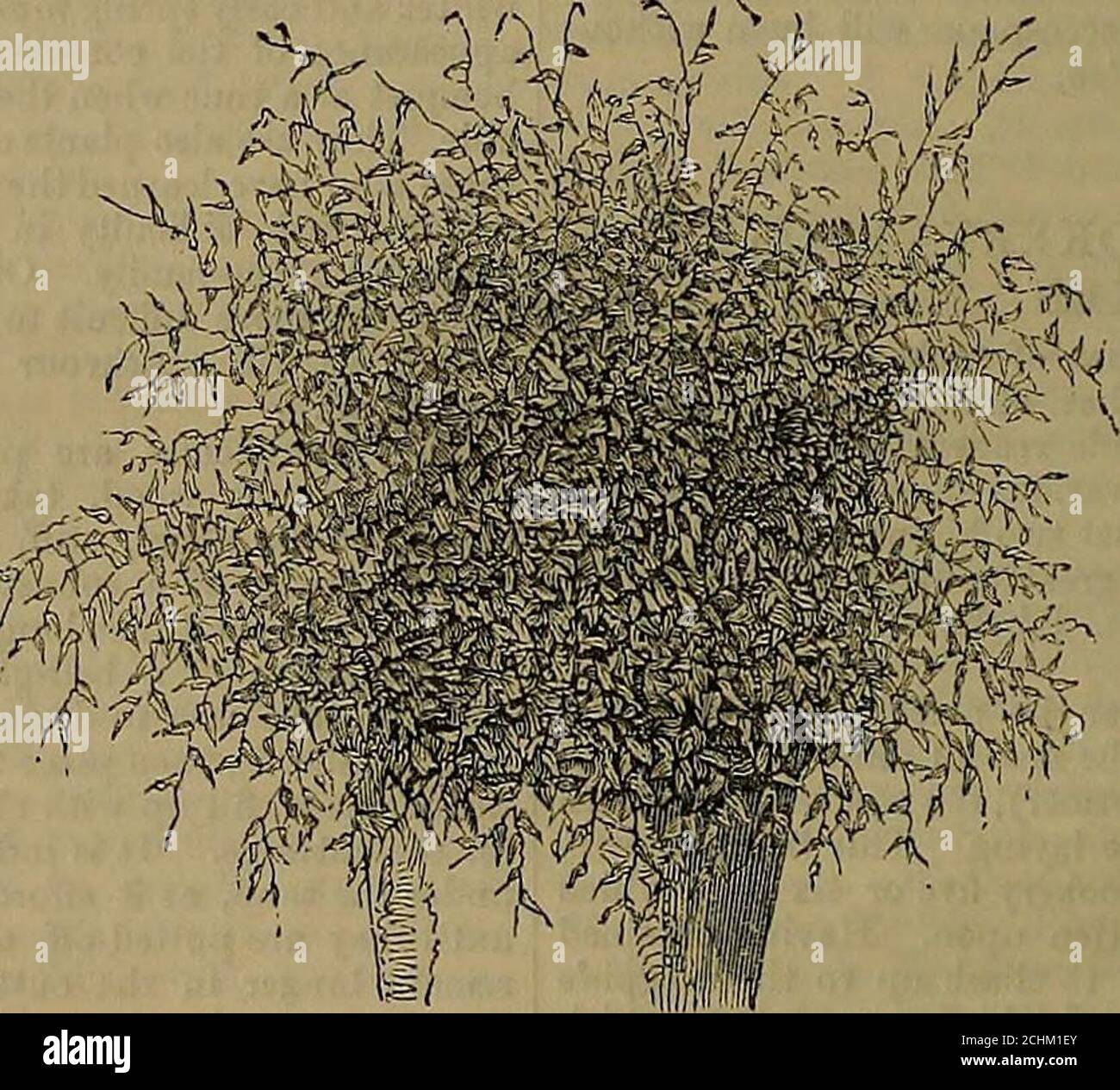 Hastate leaves hi-res stock photography and images - Alamy