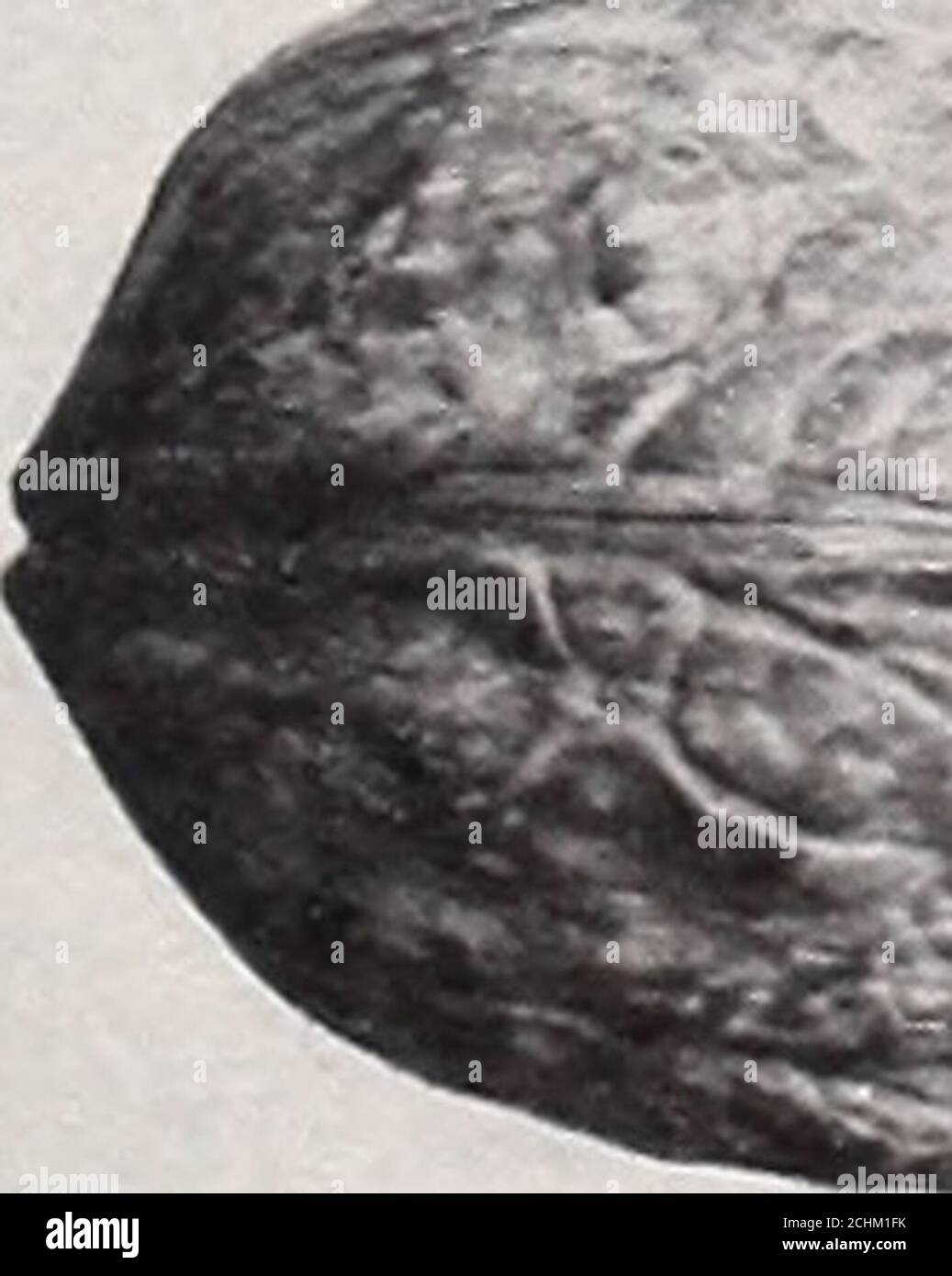 Walnut bloomer hi-res stock photography and images - Alamy
