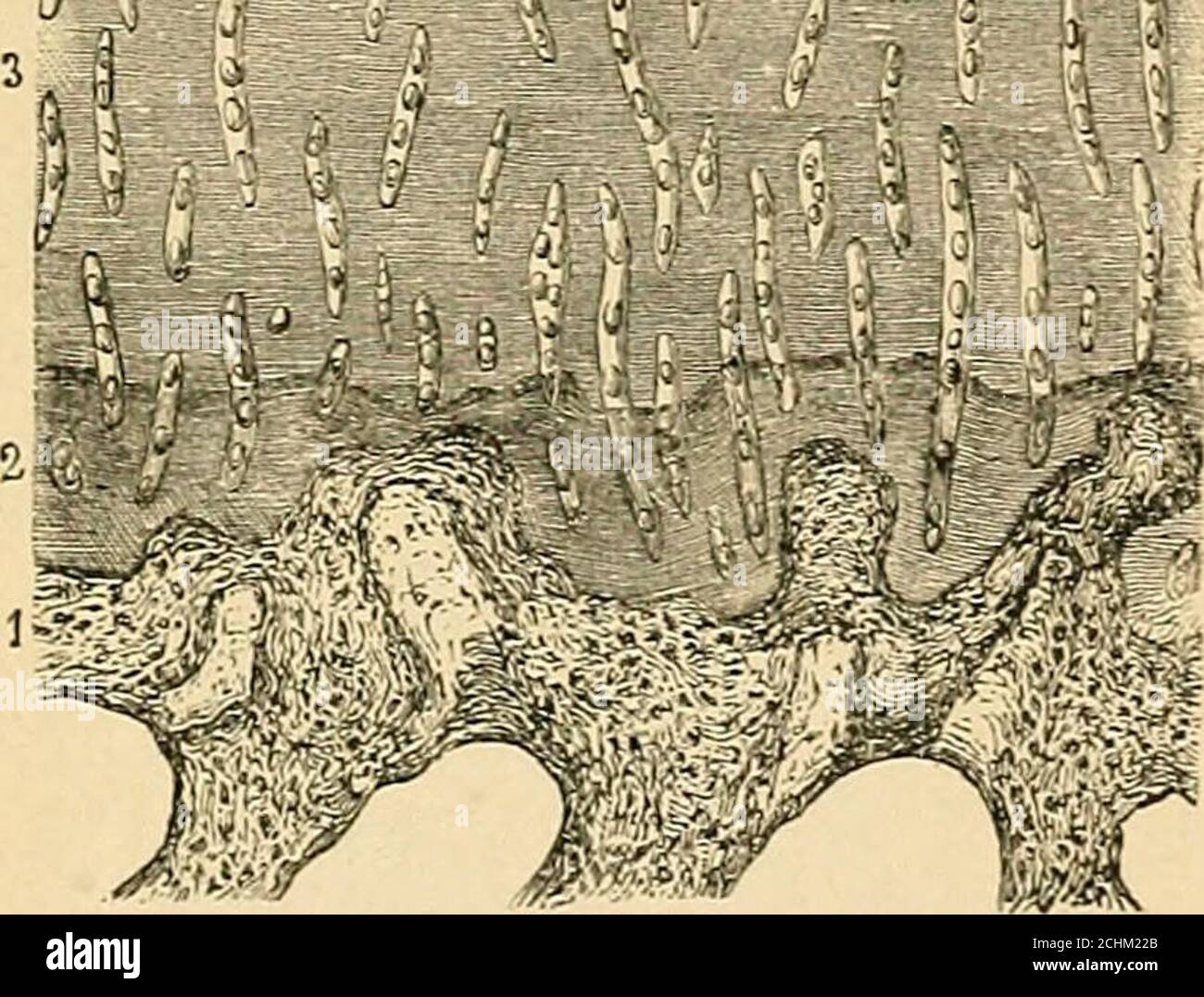 Articular capsules hi-res stock photography and images - Alamy
