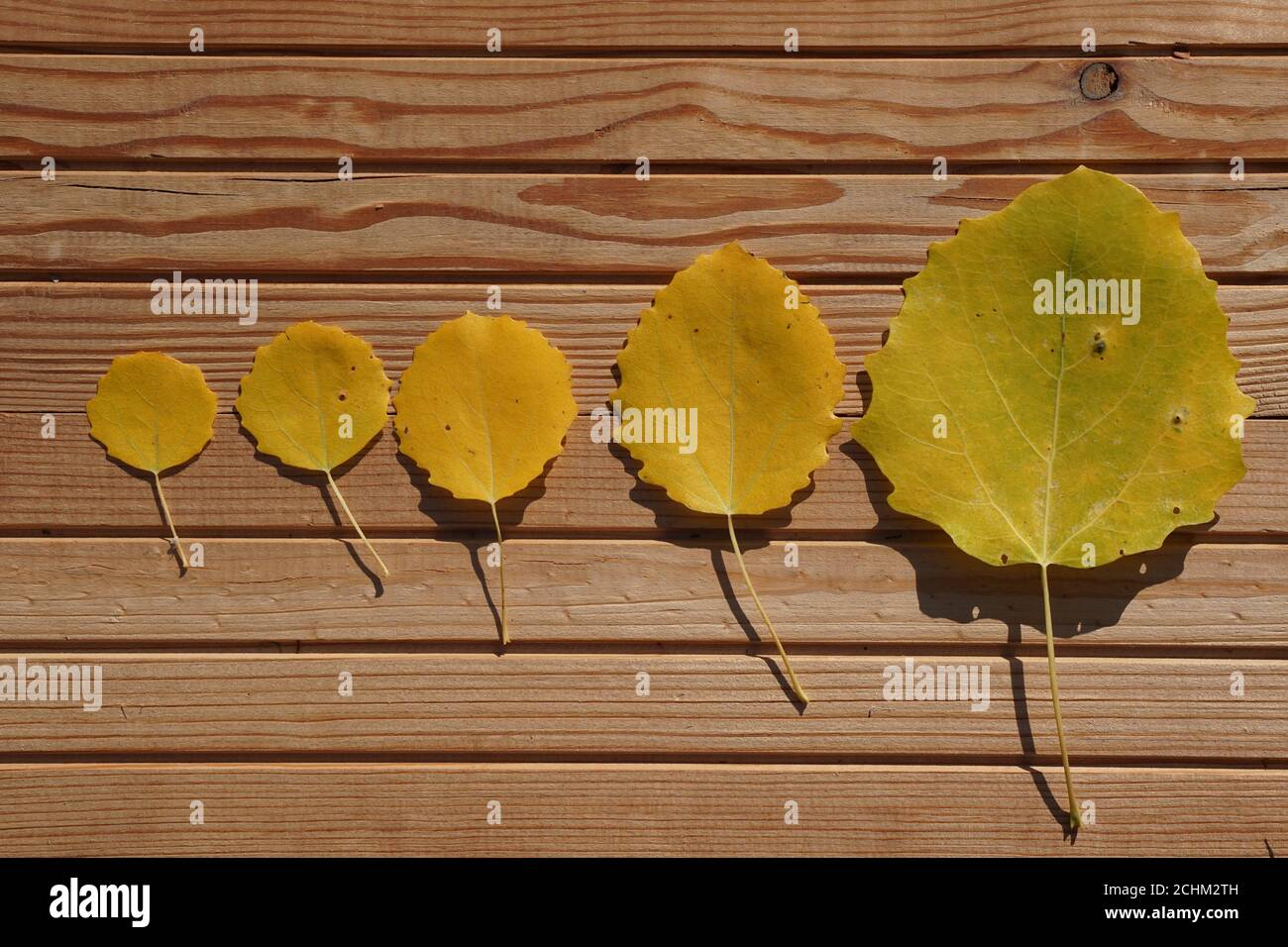 Diffrent size hi-res stock photography and images - Alamy