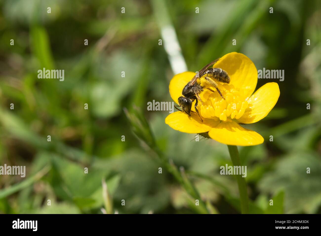 Bee Collectong Pollen, With Nectar Sac Attached To Leg Stock Photo - Alamy