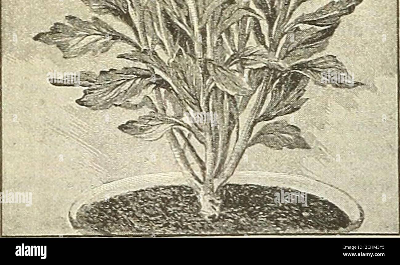 . Dreer's garden 1902 calendar Stock Photo - Alamy