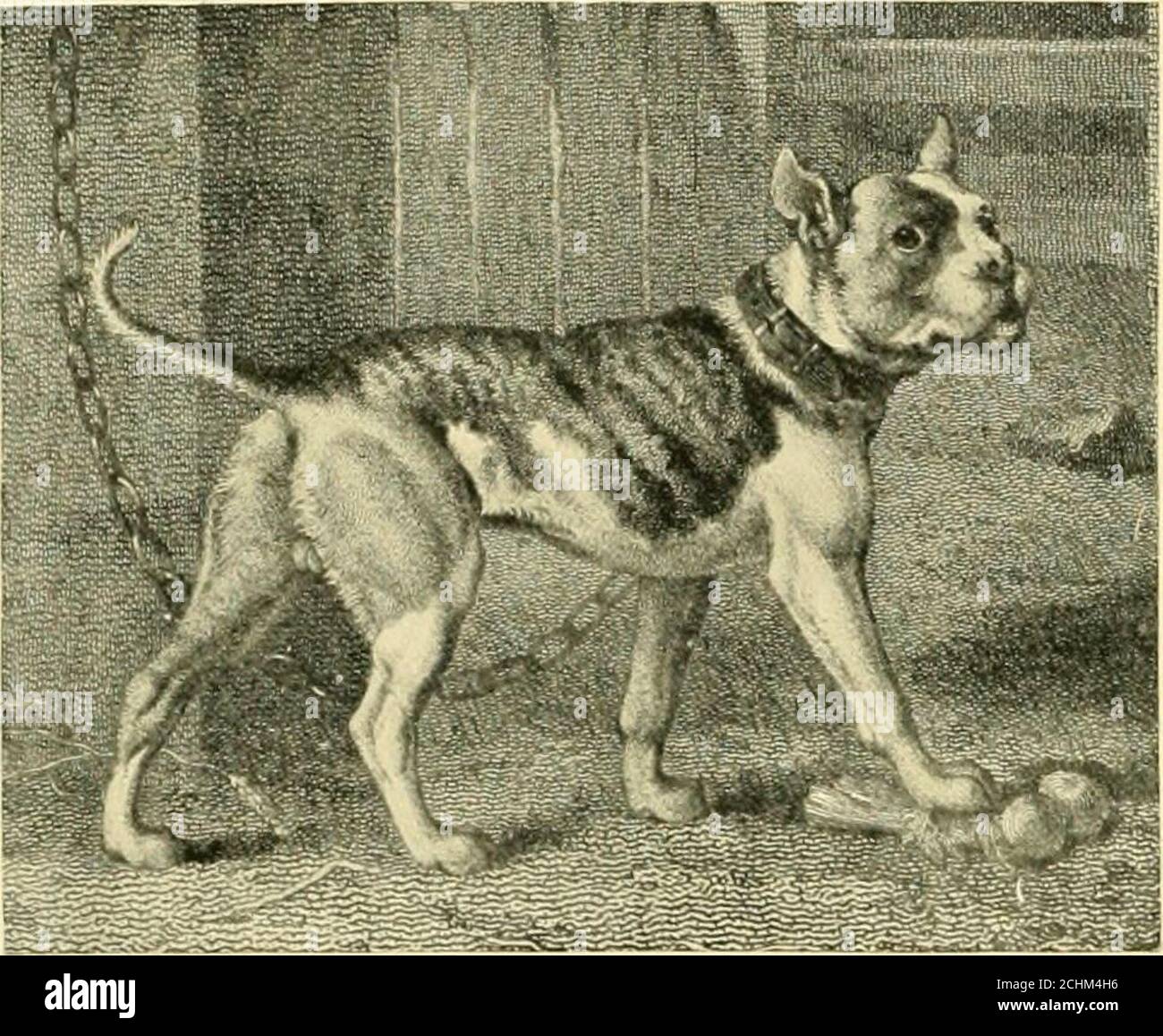 Fearce hi-res stock photography and images - Alamy