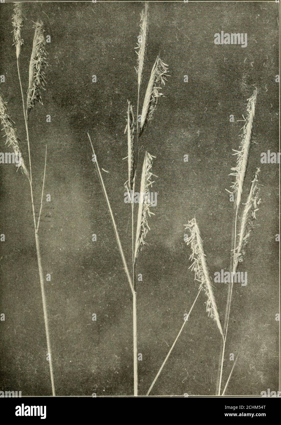 Spartina Patens