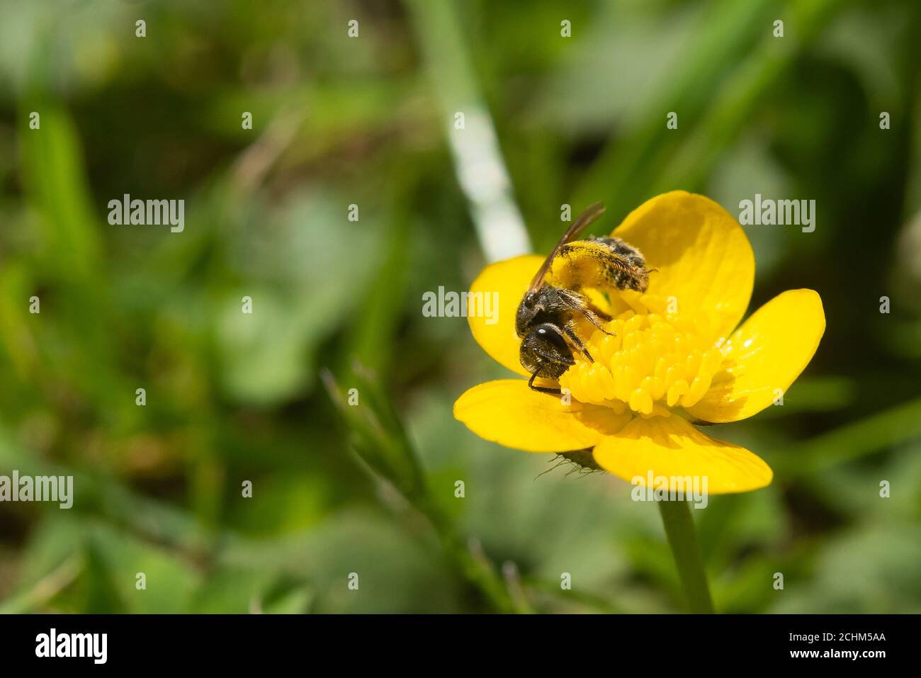 Bee Collecting Pollen from Buttercup, With Nectar Sac attached To Leg ...