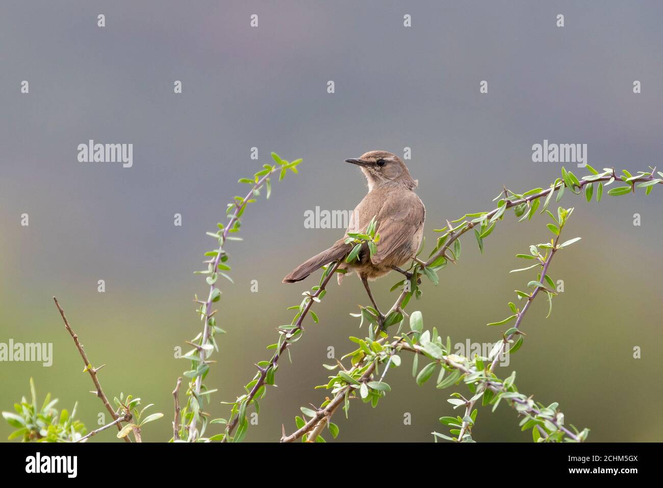 Karoo Scrub Robin (Cercotrichas coryphaeus cinerea), Vrolijkheid Nature ...