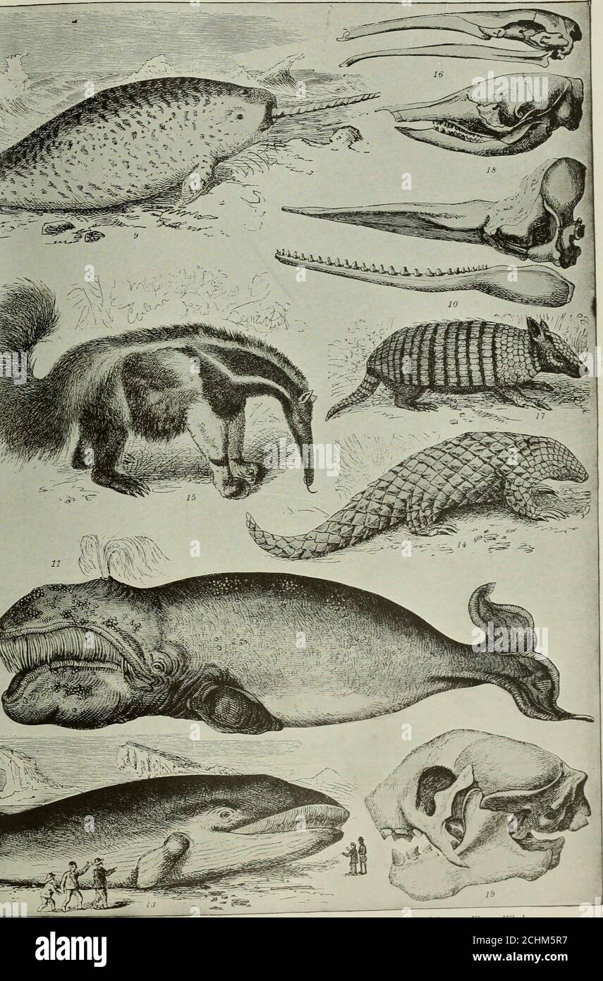 Armadillo bones hi-res stock photography and images - Alamy
