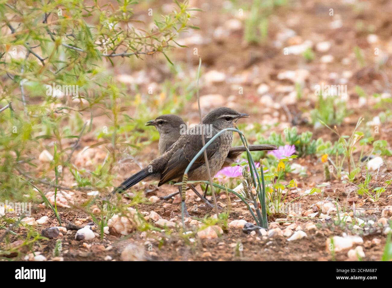 Brown fledgling hi-res stock photography and images - Alamy