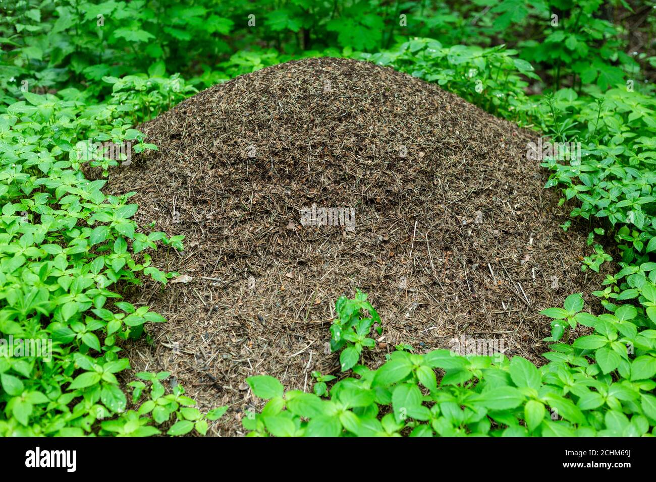 Large anthill in the forest Stock Photo - Alamy