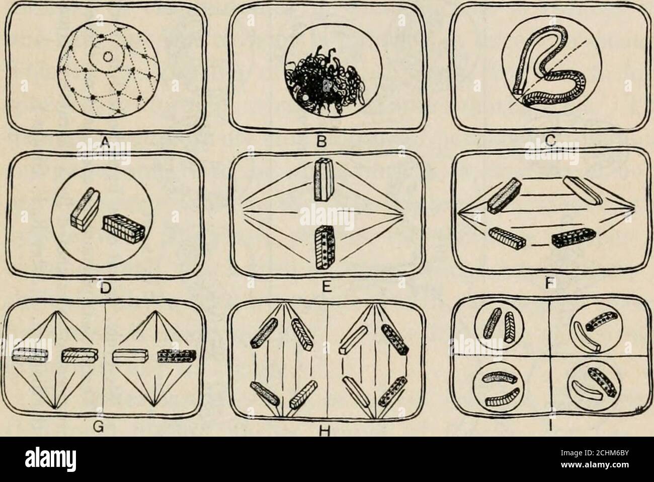 . Heredity and evolution in plants . mother-cell; B, formationof ...
