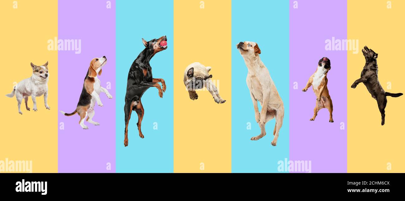 Young dogs, pets jumping high, flying. Cute doggies or pets are looking ...