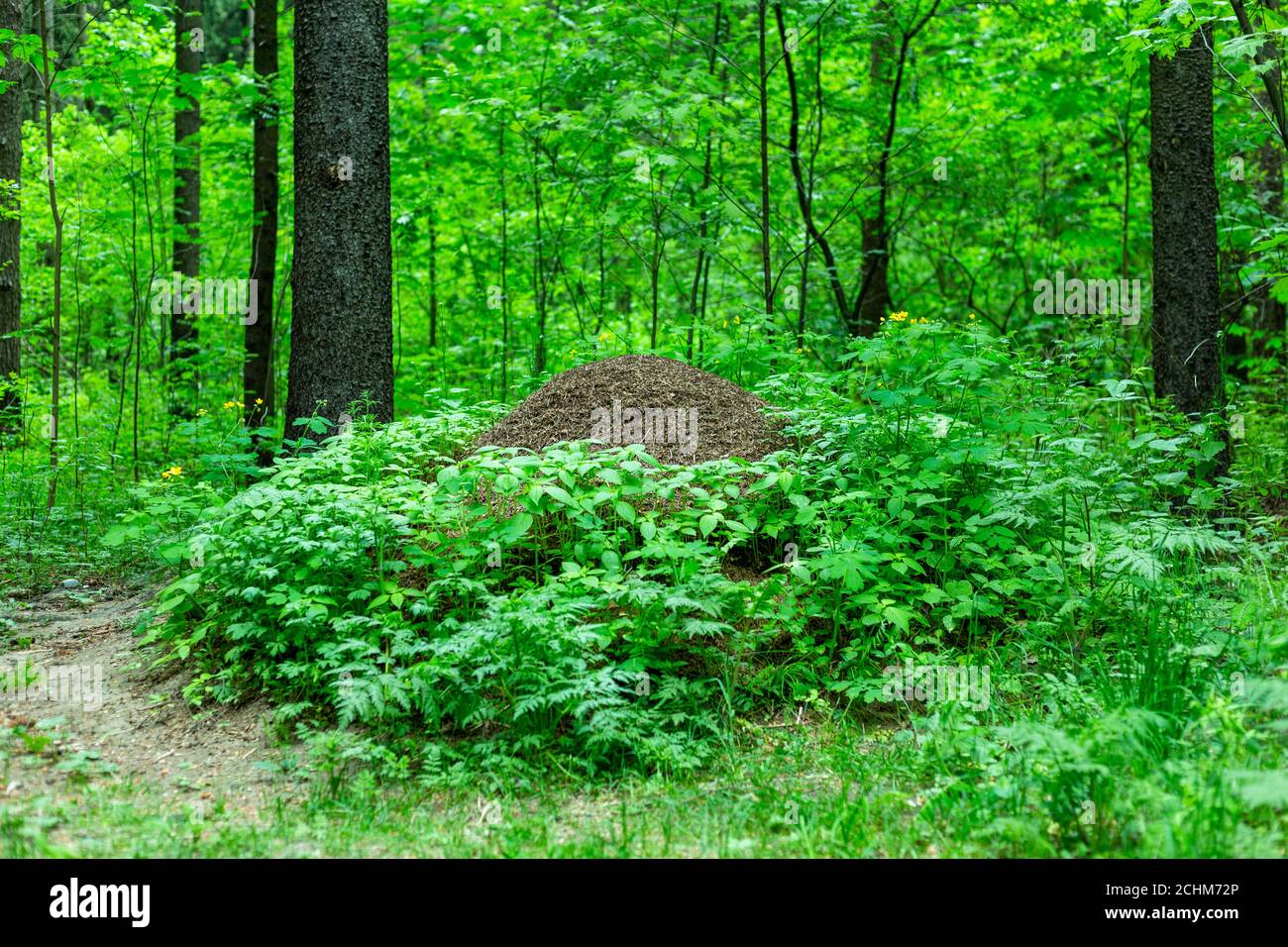 Large anthill in the forest Stock Photo - Alamy