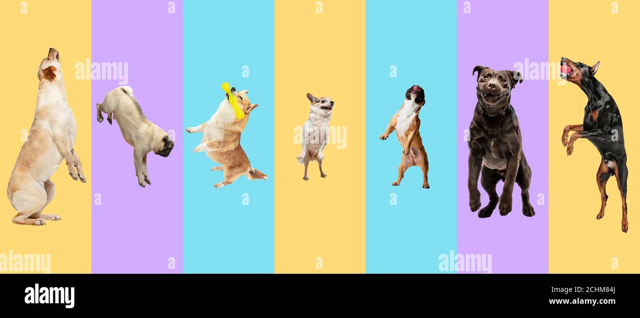 Young dogs, pets jumping high, flying. Cute doggies or pets are looking ...