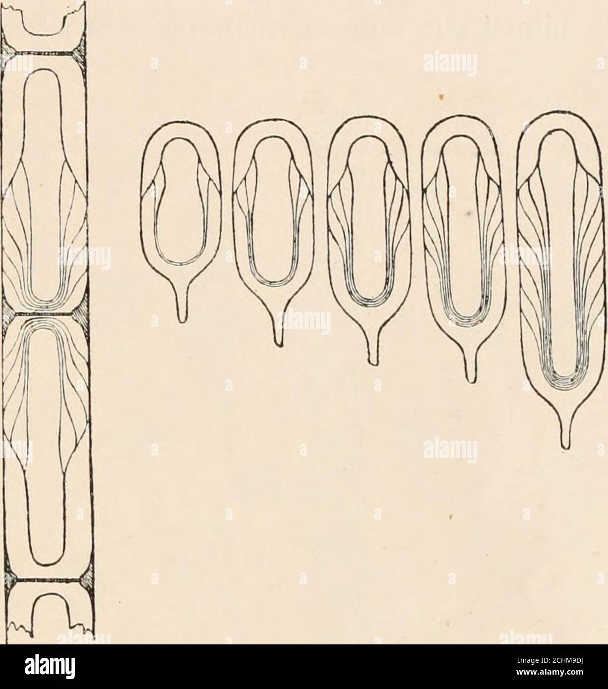 . Algæ. Vol. I. Myxophyceæ, Peridinieæ, Bacillarieæ, Chlorophyceæ ...
