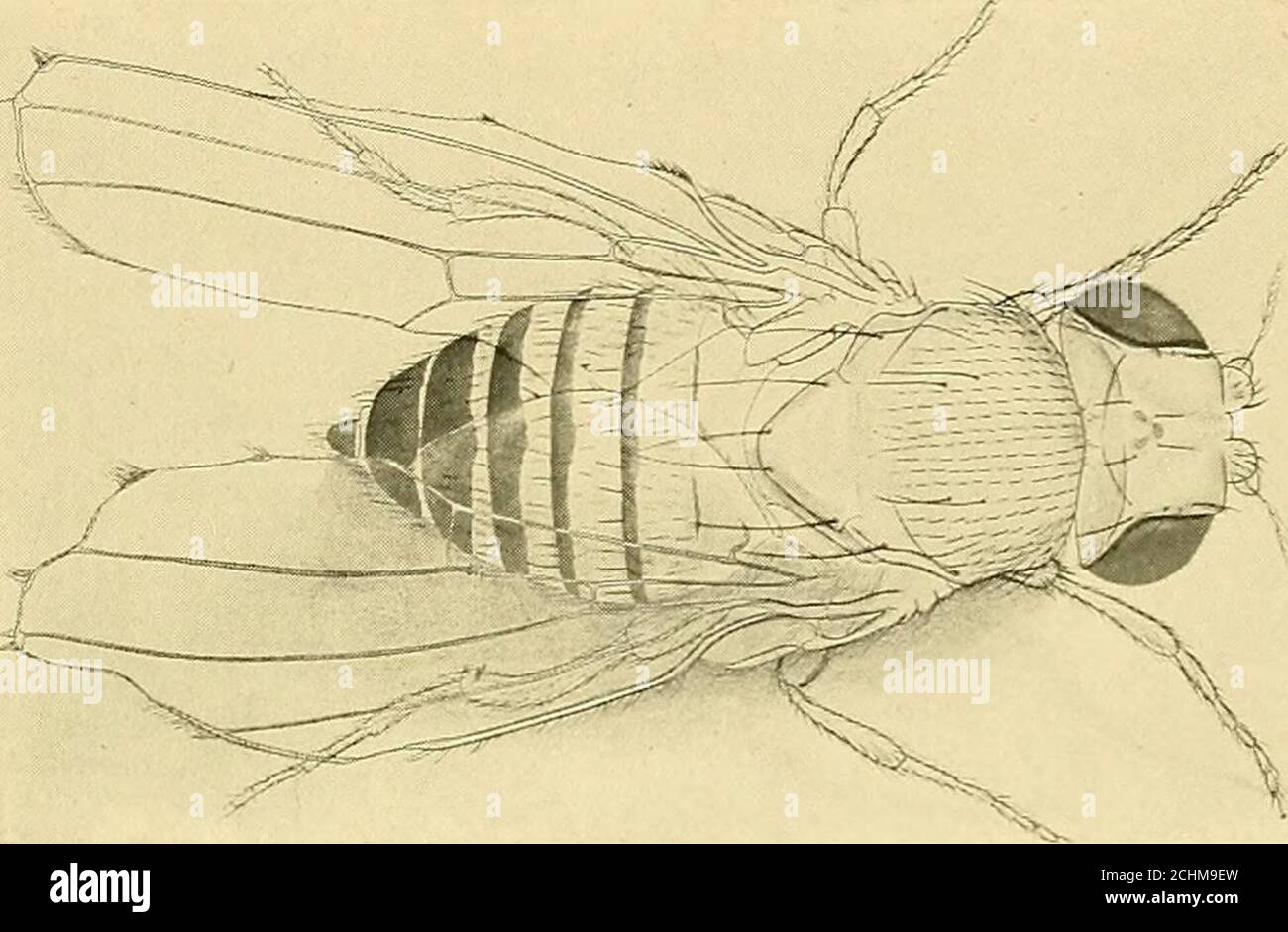 Normal chromosomes hi-res stock photography and images - Alamy