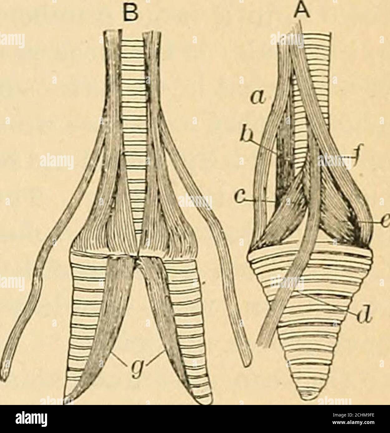 Vocal primates hi-res stock photography and images - Alamy
