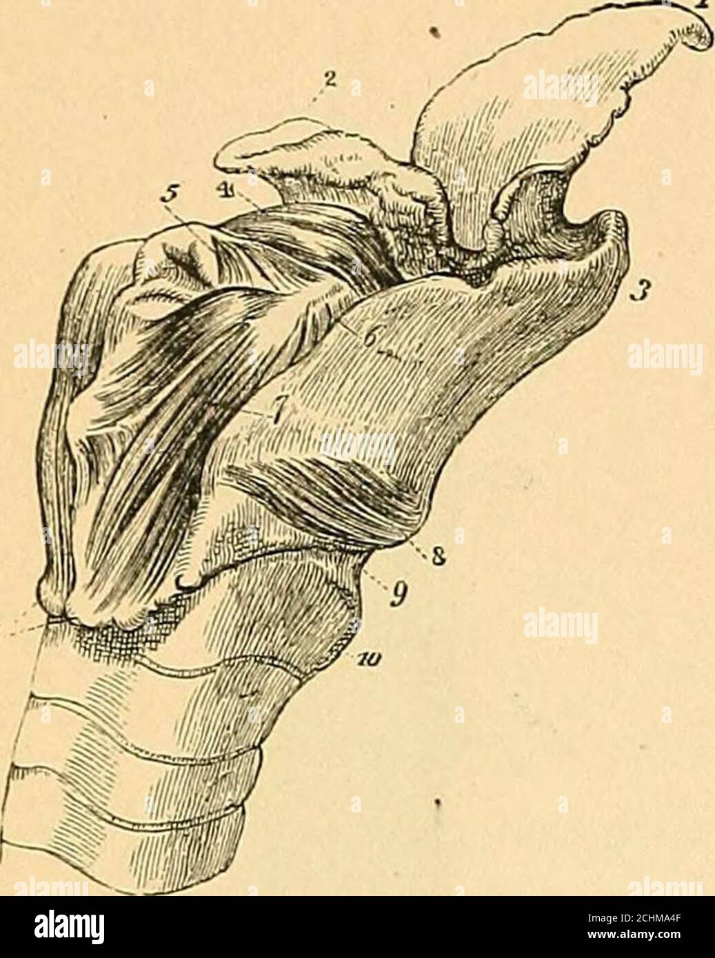 True vocal cords hi-res stock photography and images - Alamy