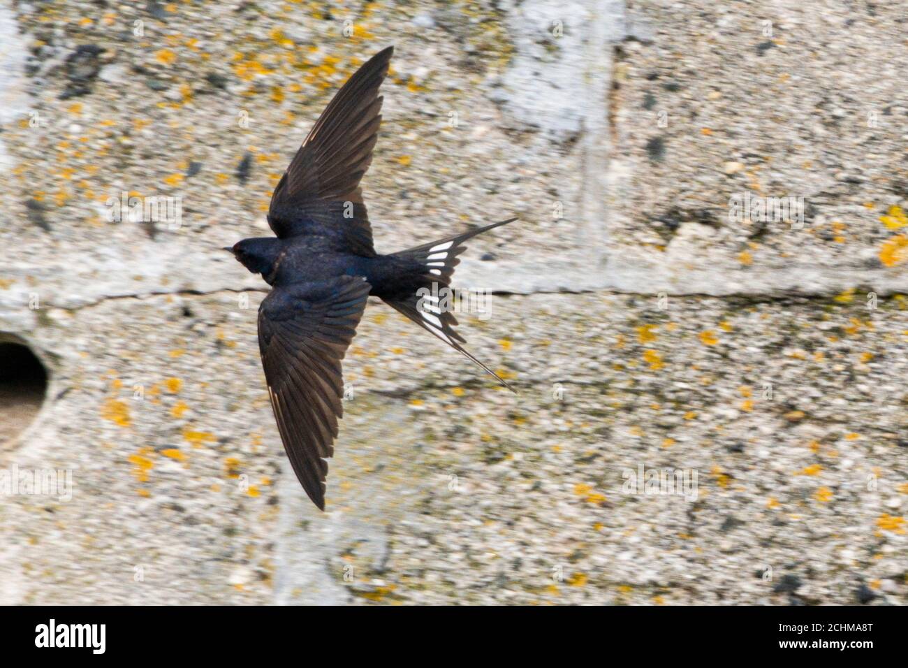Barn Swallow Flight High Resolution Stock Photography and Images - Alamy