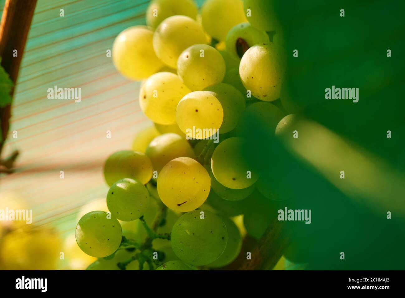 Green wine grapes. Vineyard agriculture, winery and farming concept. A ...