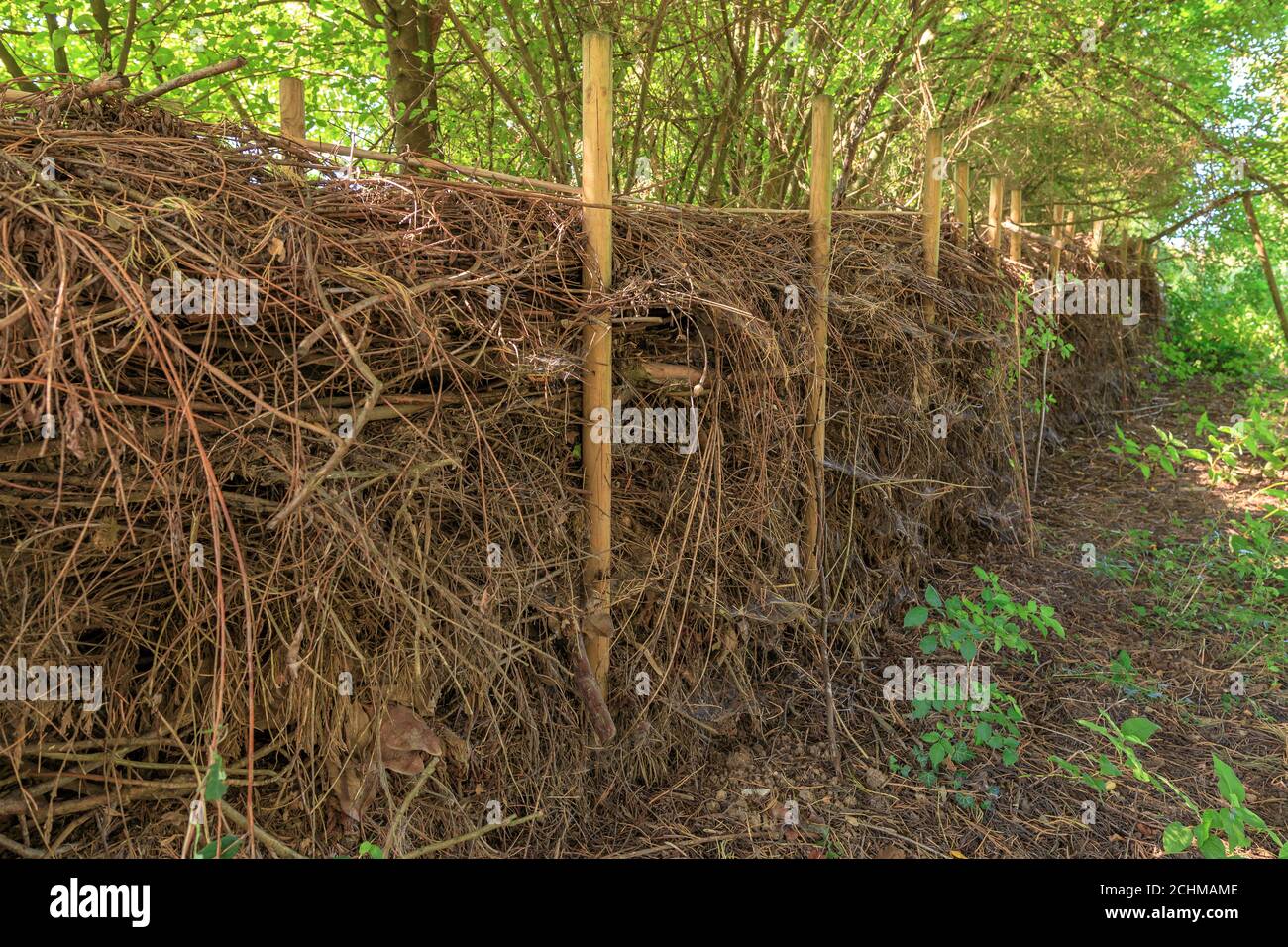 Deadwood hedge hi-res stock photography and images - Alamy