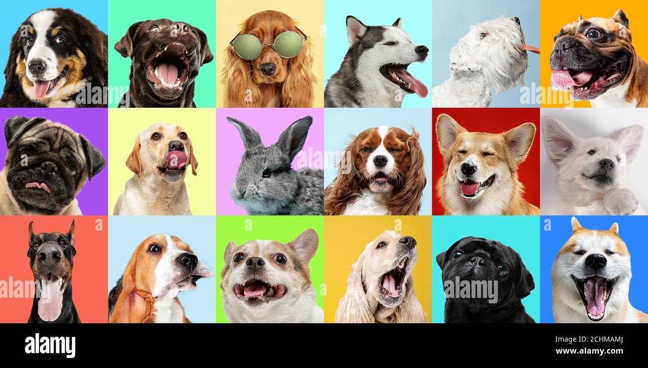 Best friends. Young dogs, pets collage. Cute doggies or pets are ...