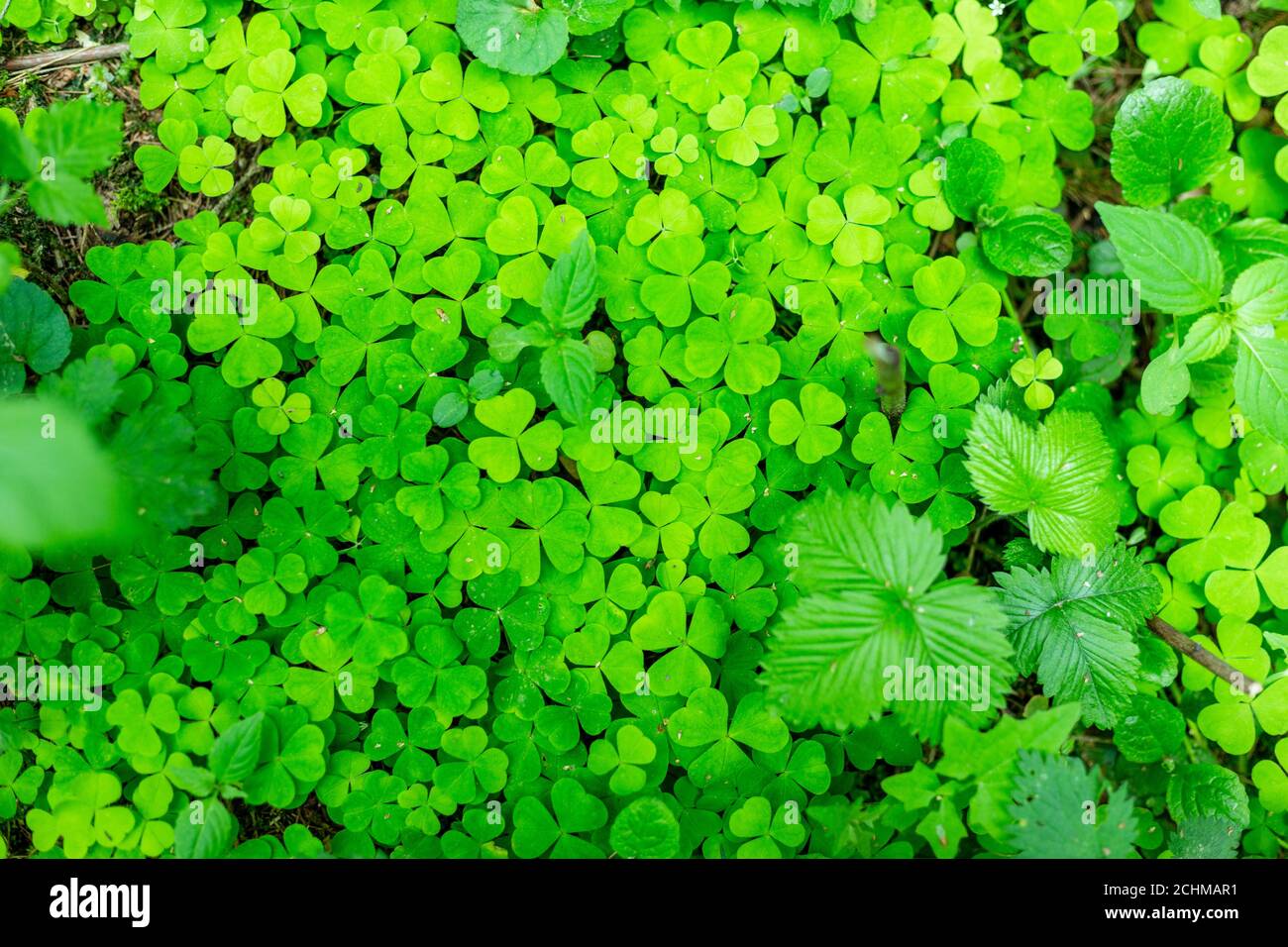 Wallpaper cabbage hi-res stock photography and images - Alamy