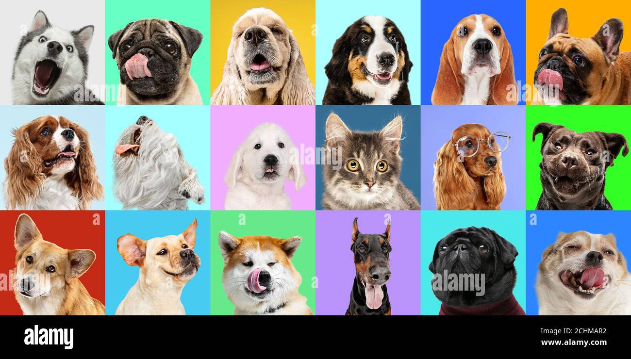 Best friends. Young dogs, pets collage. Cute doggies or pets are ...