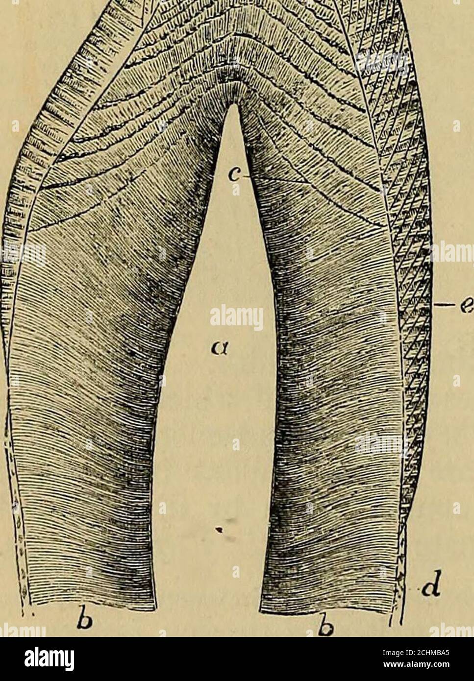 . Quain's elements of anatomy . Fig. 475.—Vertical section of the ...