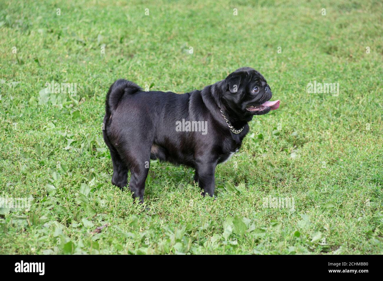 Cute black chinese pug puppy is standing on a green grass in the summer ...