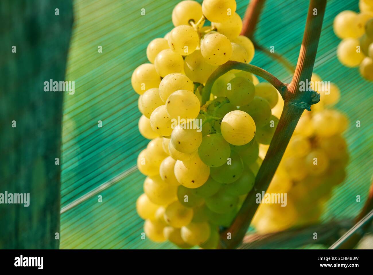 Green wine grapes. Vineyard agriculture, winery and farming concept. A ...