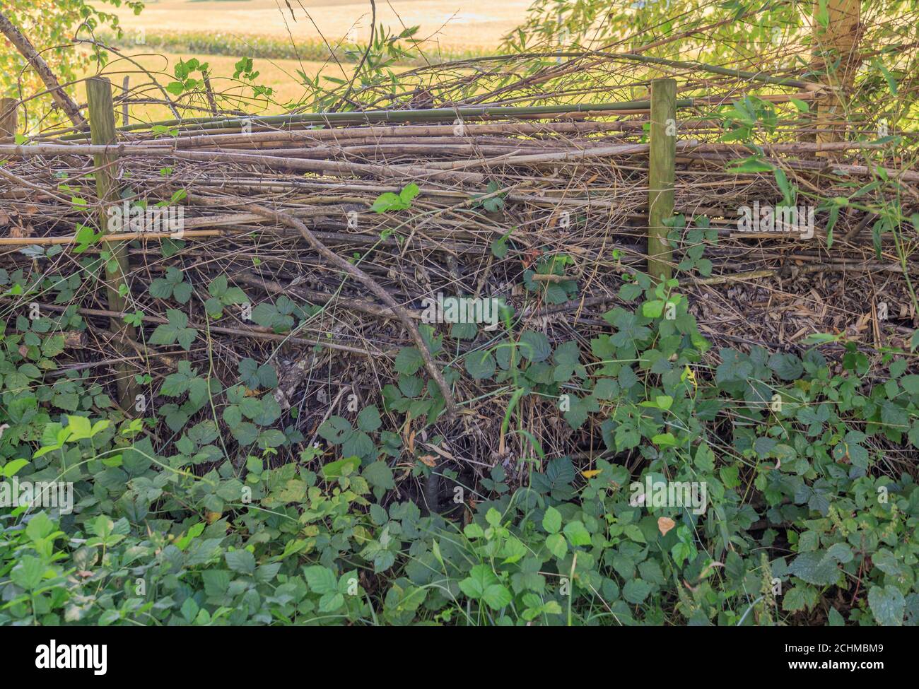 Hedge habitat hi-res stock photography and images - Alamy