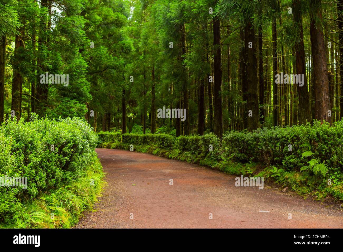 Path in Azorean forest with blue hydrangea flowers and rich green ...