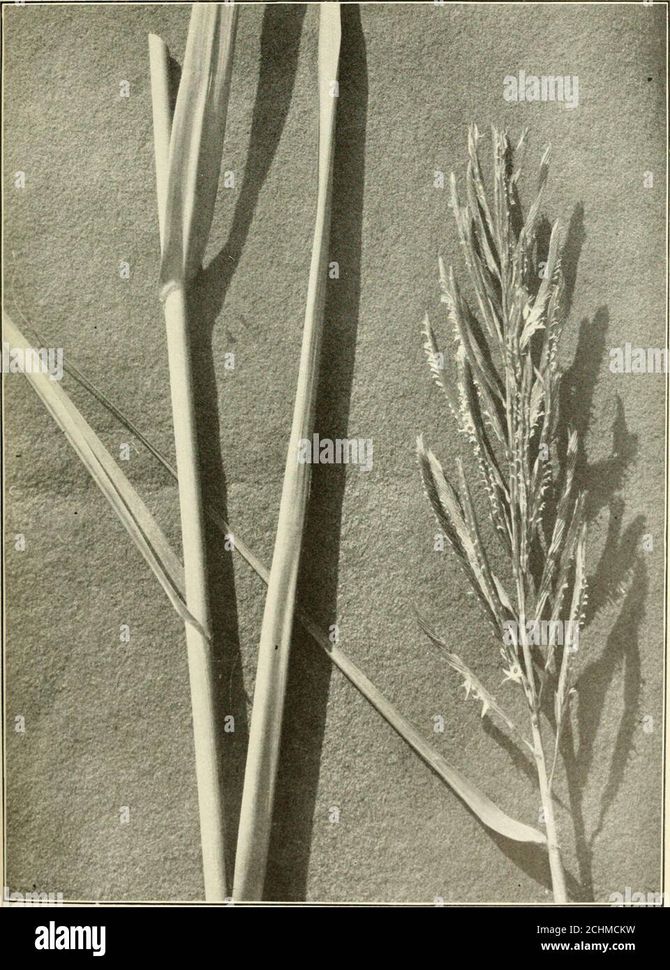 . The book of grasses : an illustrated guide to the common grasses, and ...