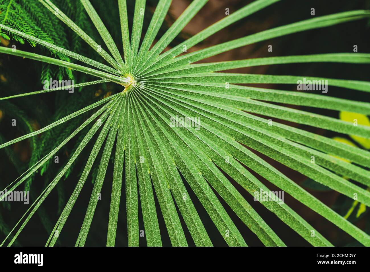 Green Leaves Of Chamaerops Humilis In Botanical Garden Stock Photo - Alamy