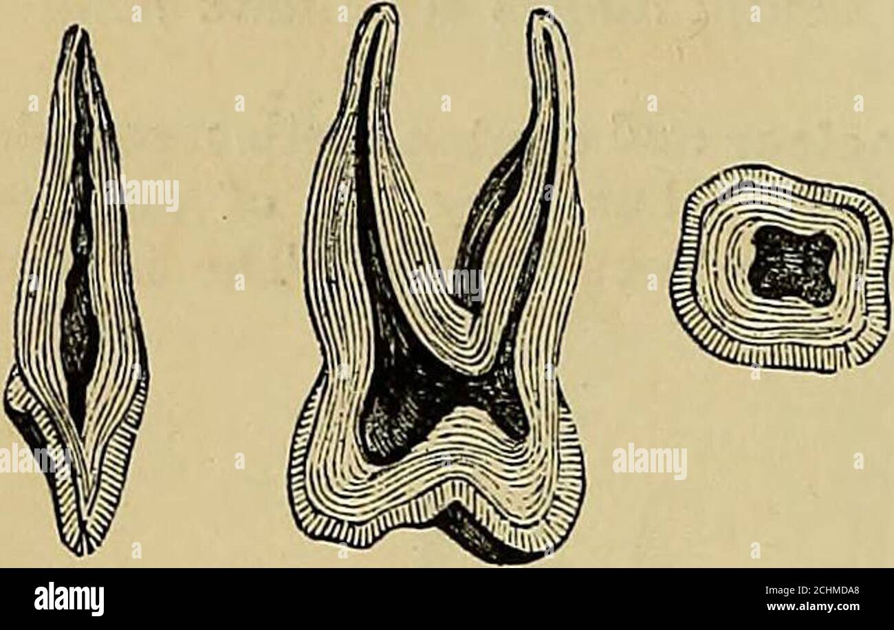 Four cusps hi-res stock photography and images - Alamy