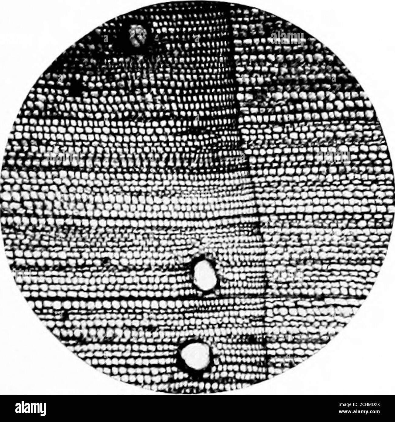 . Wood and forest . Radial Section,life size Stock Photo - Alamy