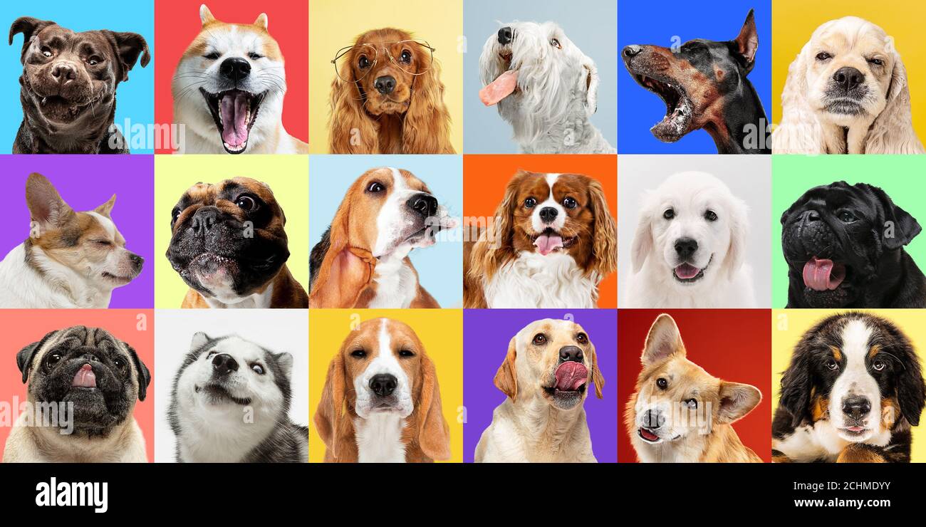 Modern. Young dogs, pets collage. Cute doggies or pets are looking ...