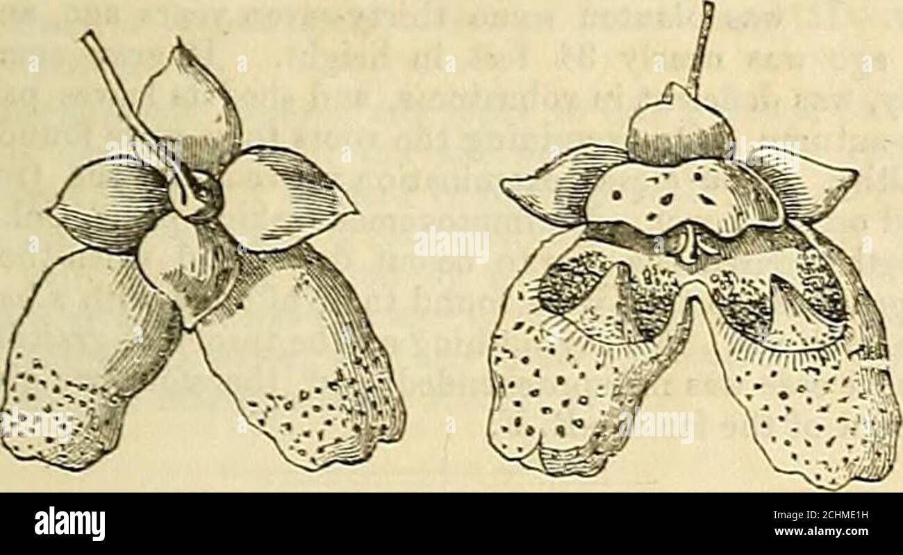 . The Journal of horticulture, cottage gardener and country gentlemen ...