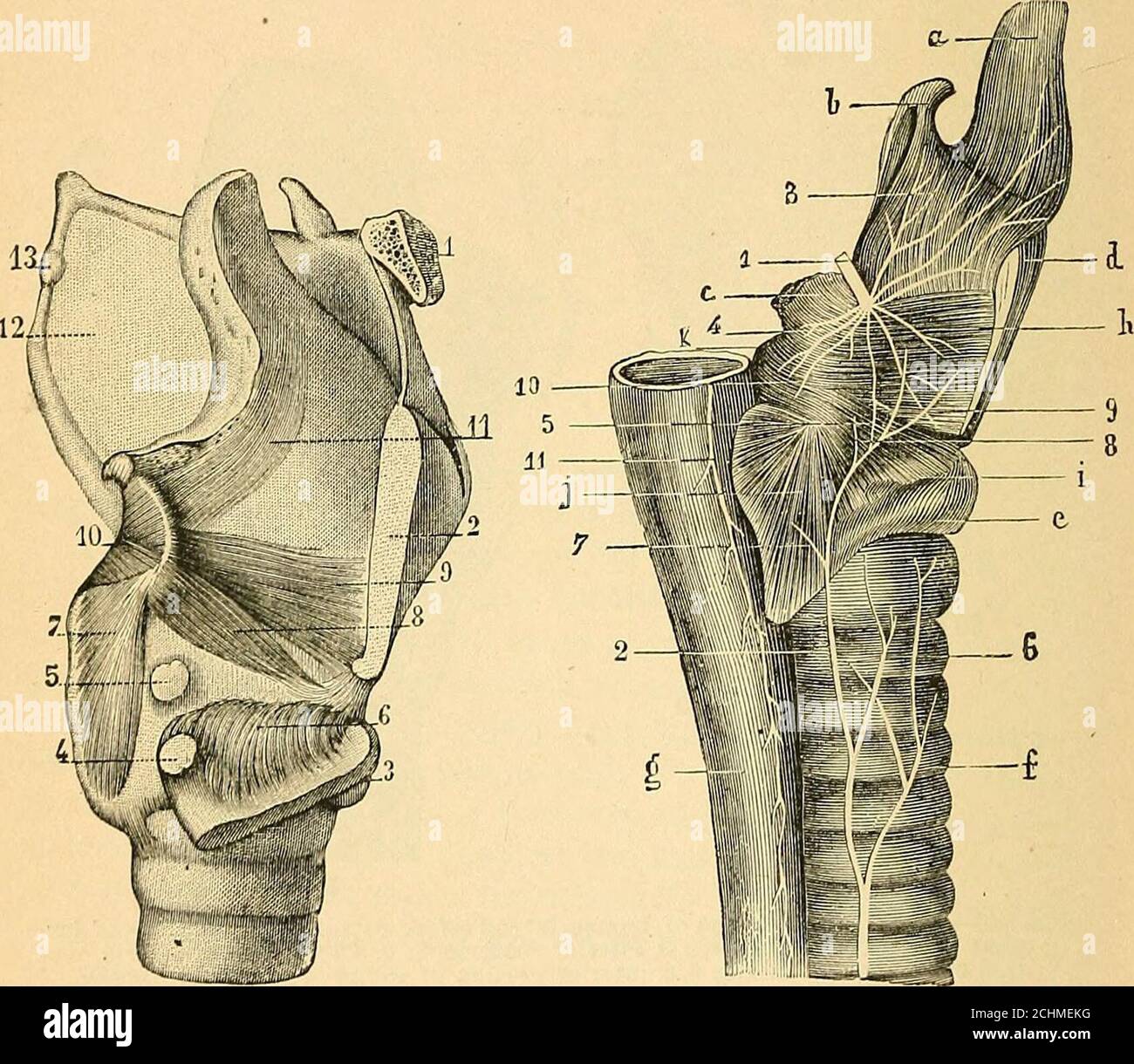 . A text-book of comparative physiology for students and practitioners ...