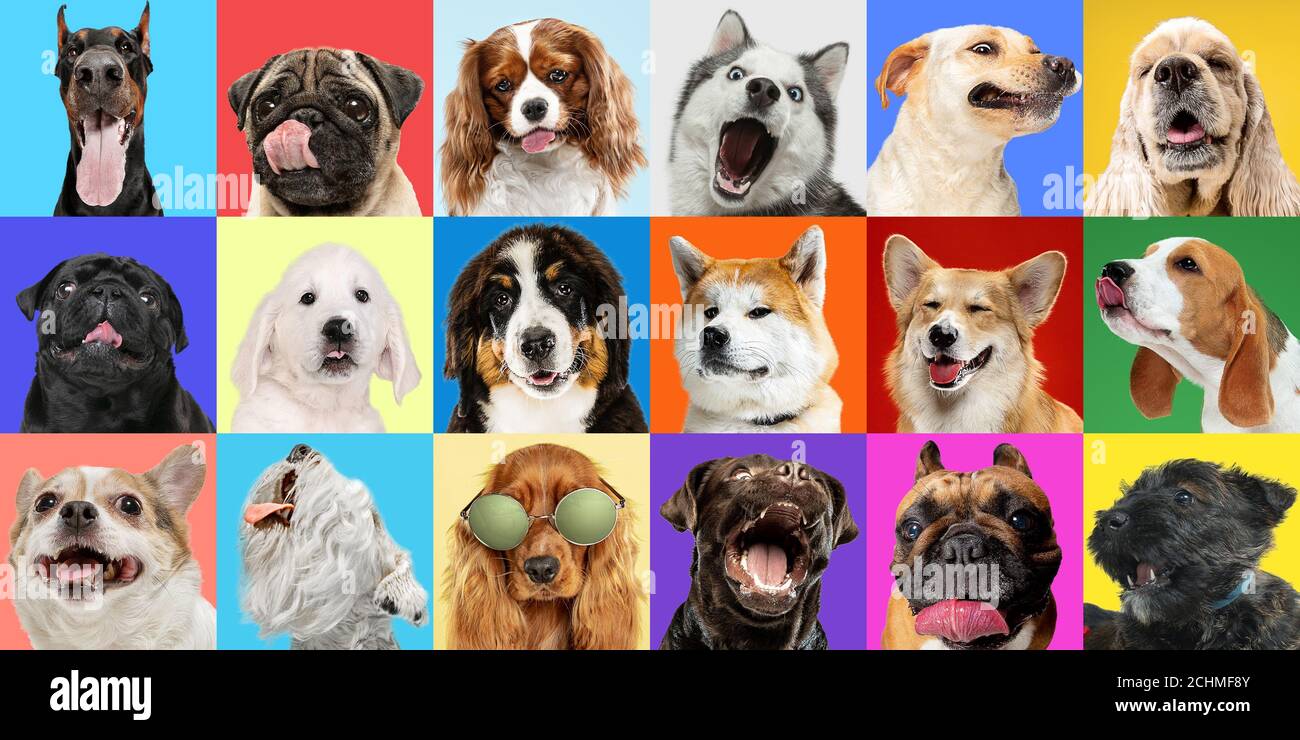 Modern. Young dogs, pets collage. Cute doggies or pets are looking ...