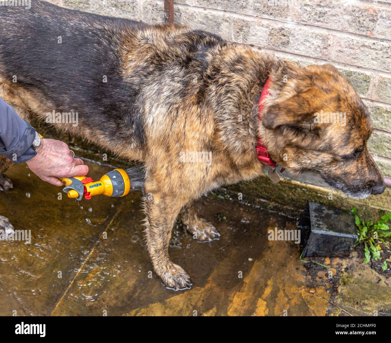 Spray hosing a dog hi-res stock photography and images - Alamy